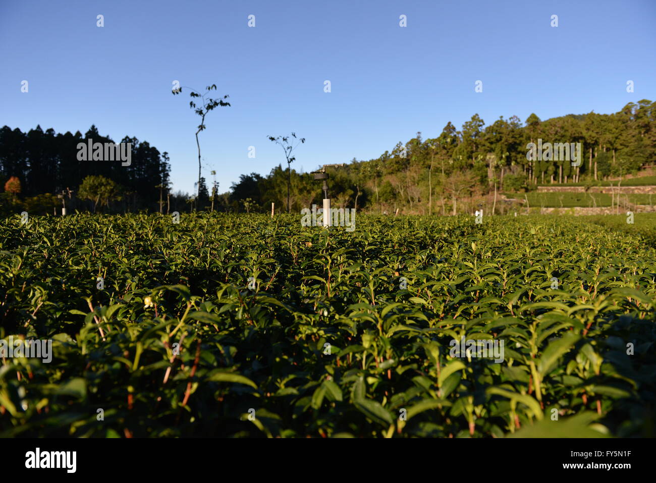 China tea plant hill mist hi-res stock photography and images - Alamy