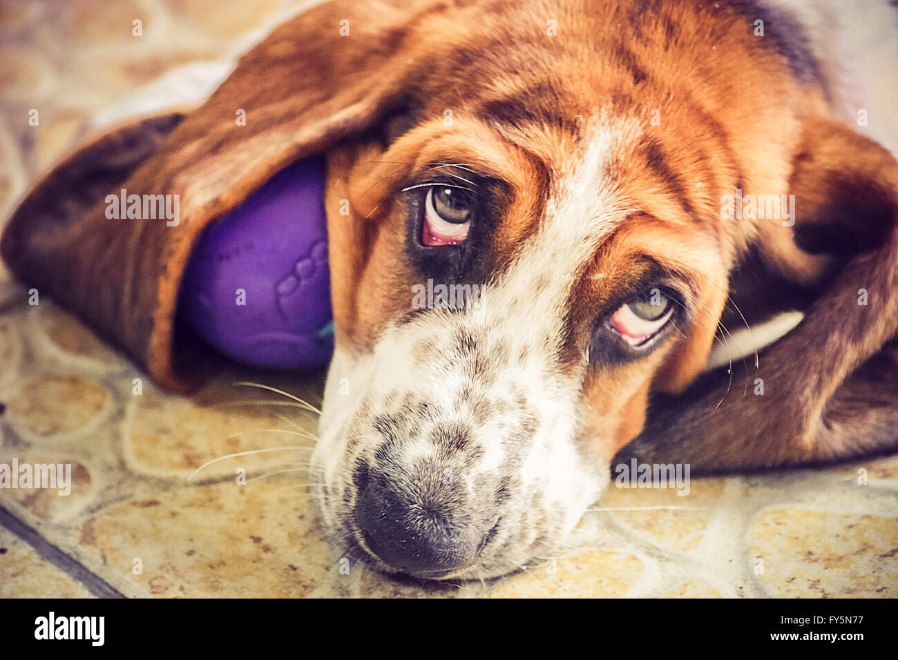 English Basset Hound Stock Photo - Alamy