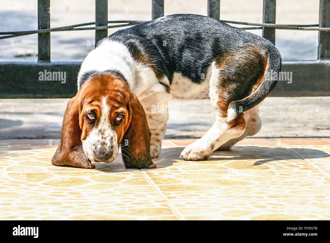 English Basset Hound Stock Photo - Alamy