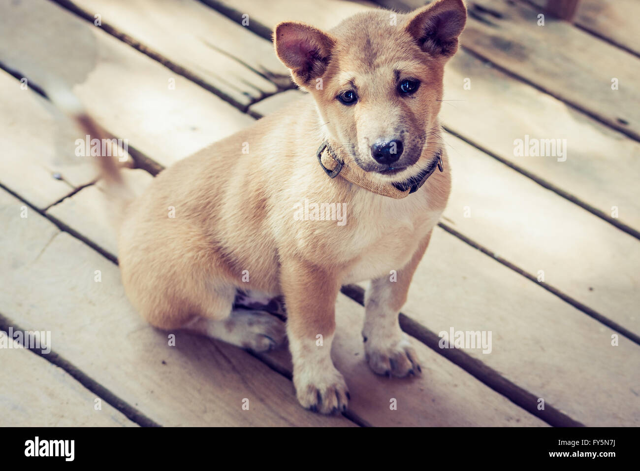Little Puppy Dog Stock Photo - Alamy