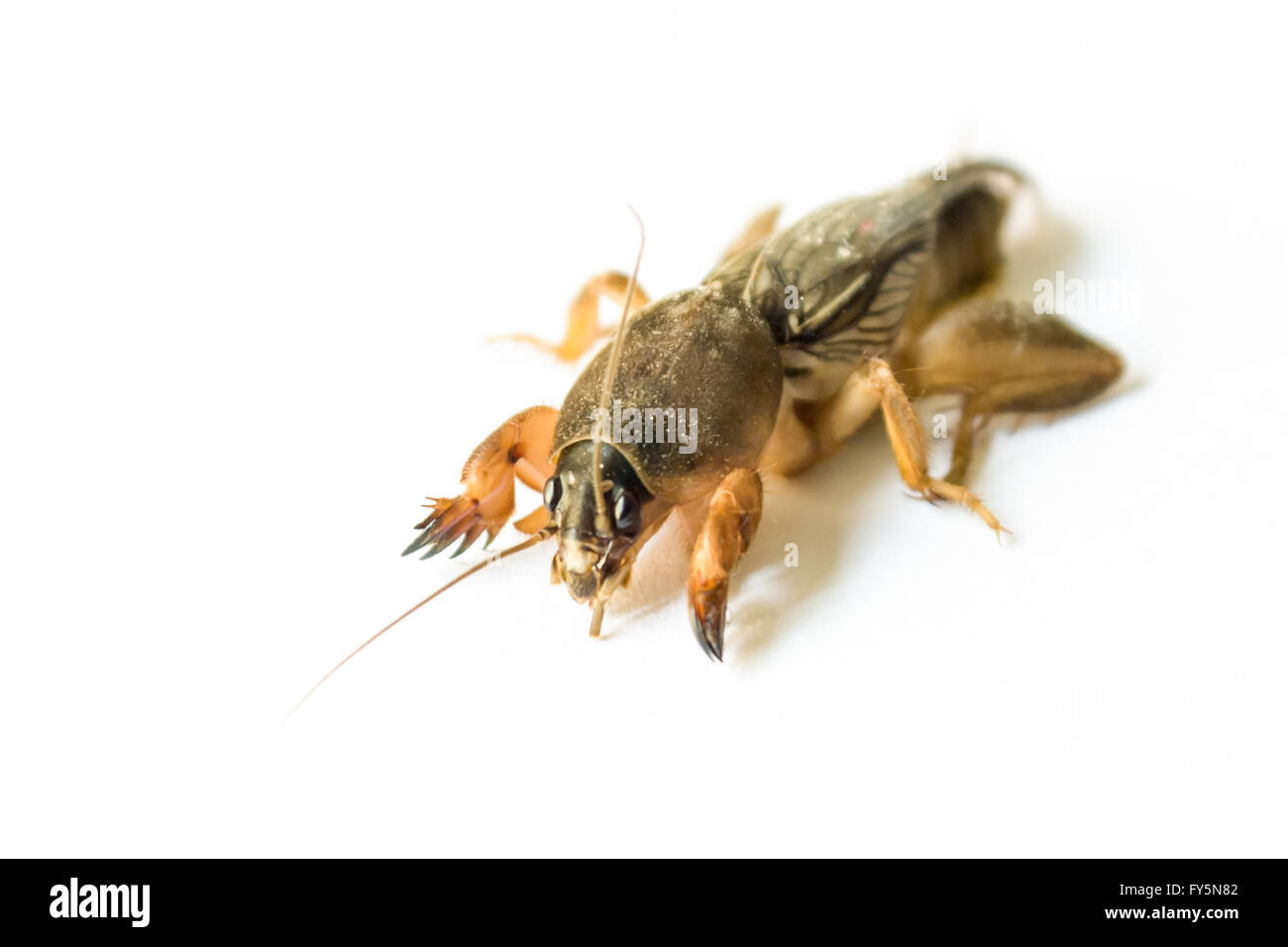 Mole Cricket On White Stock Photo - Alamy