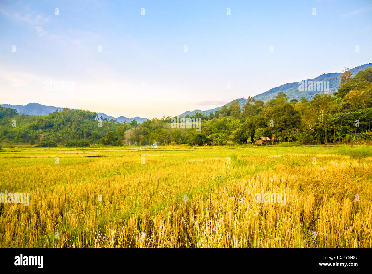 Paddy Field Harvesting In Rural Stock Photo - Alamy