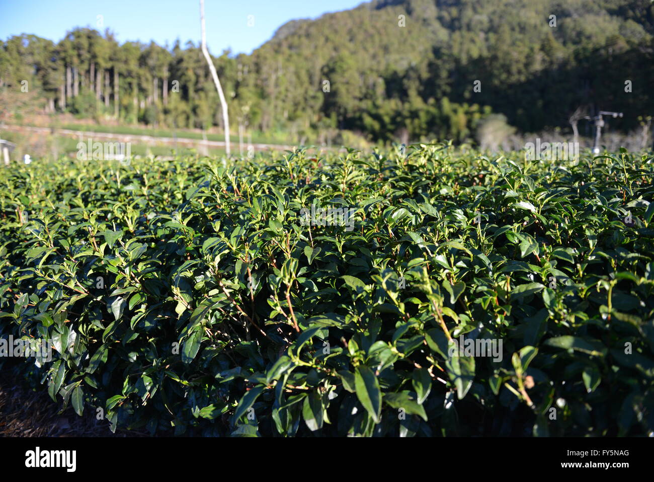 China tea plant hill mist hi-res stock photography and images - Alamy