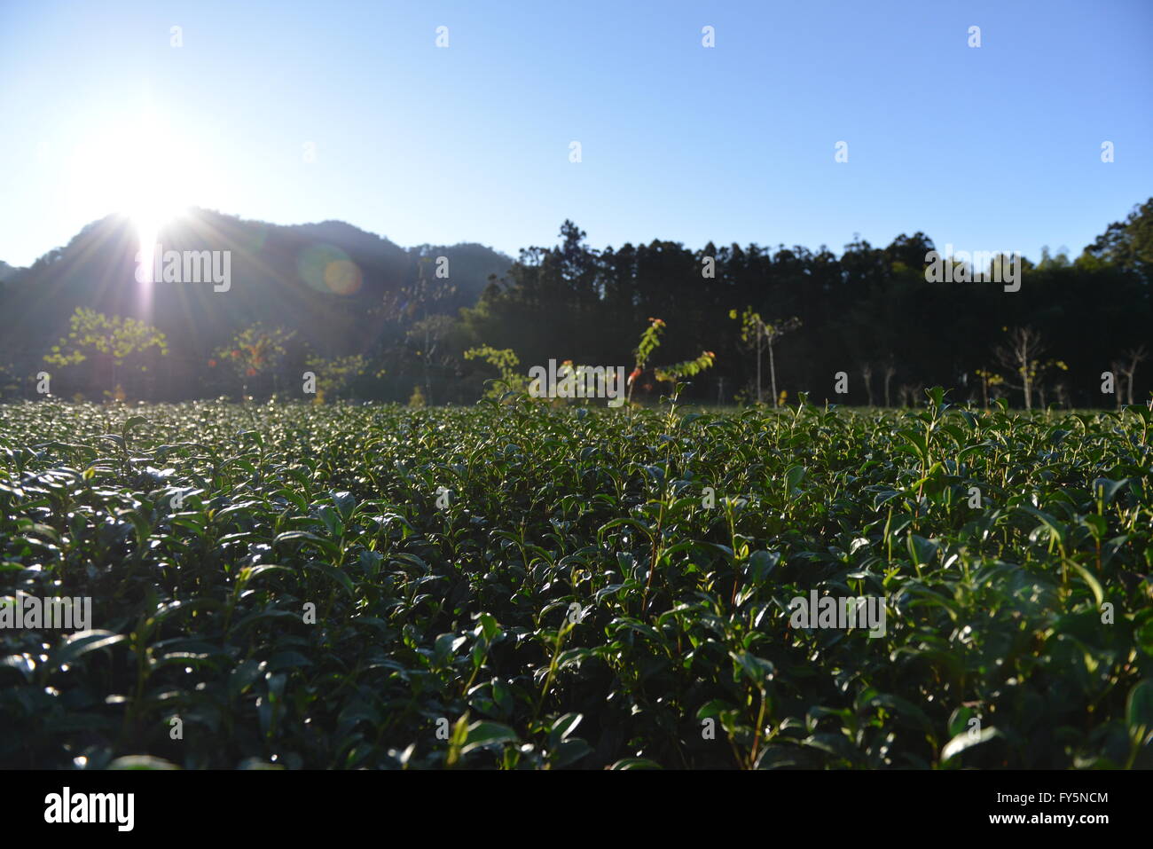 Tea garden scene hi-res stock photography and images - Alamy