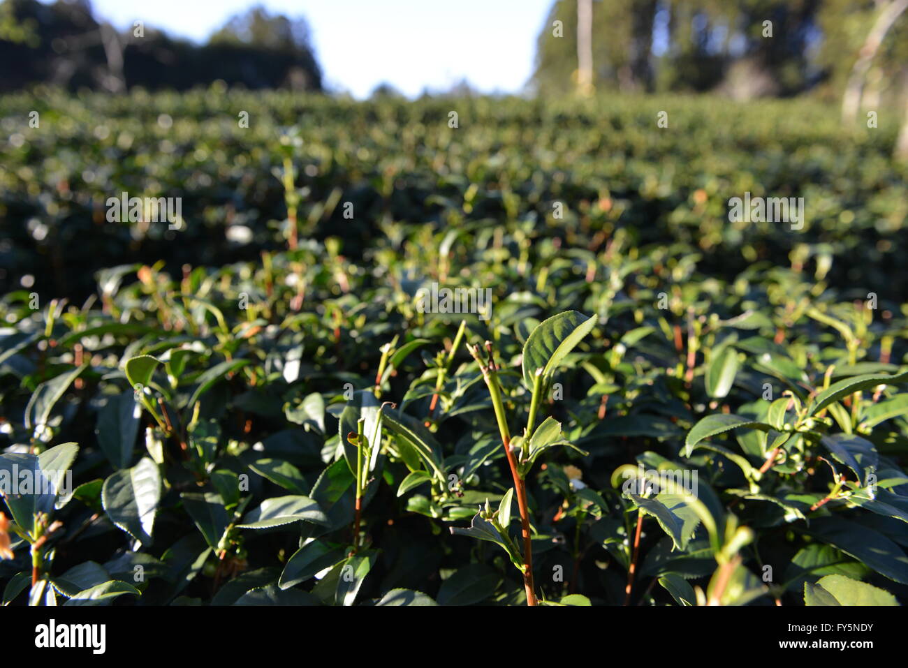 Tea shrubs in rows hi-res stock photography and images - Alamy