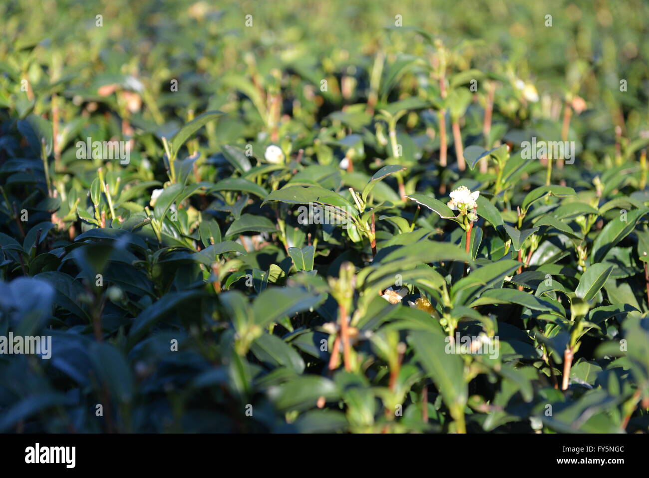 China tea plant hill mist hi-res stock photography and images - Alamy