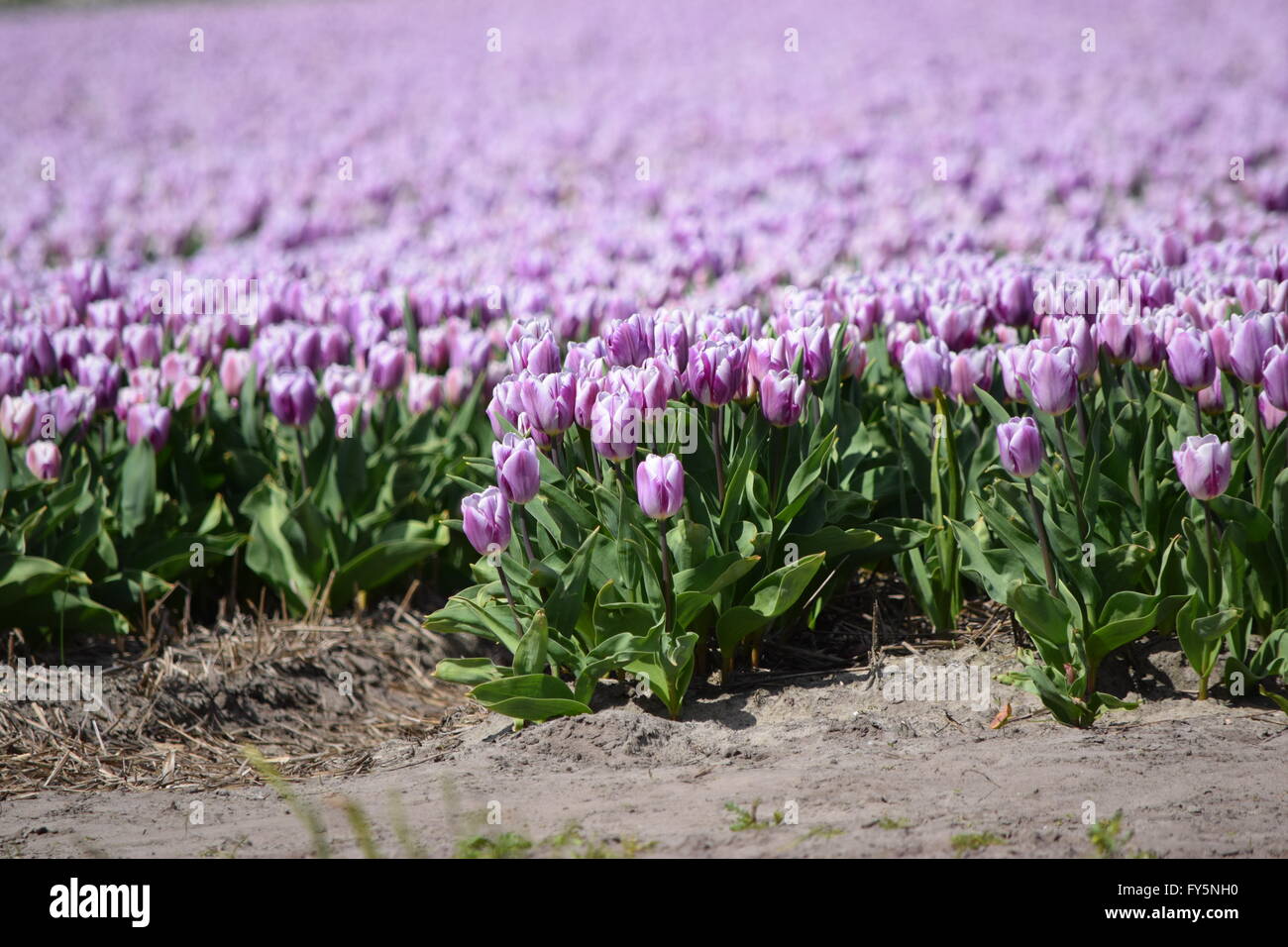 Purple word hi-res stock photography and images - Alamy