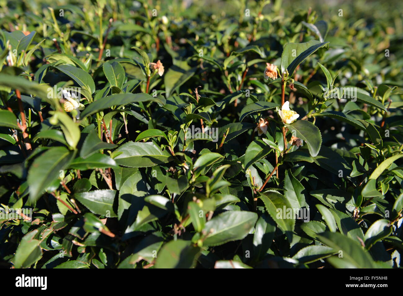 Tea shrubs in rows hi-res stock photography and images - Alamy