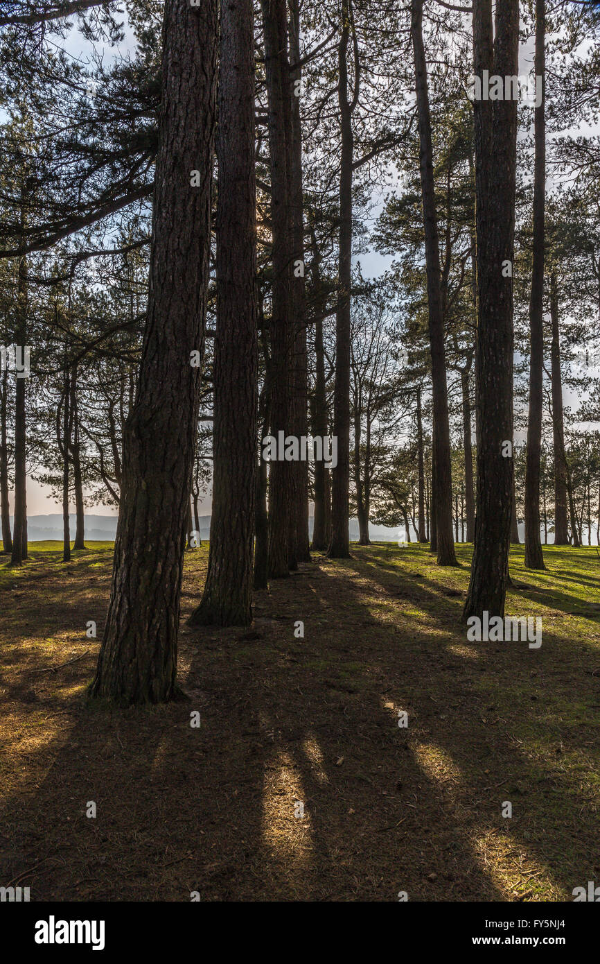 Small copse of trees at the top of May Hill Stock Photo - Alamy