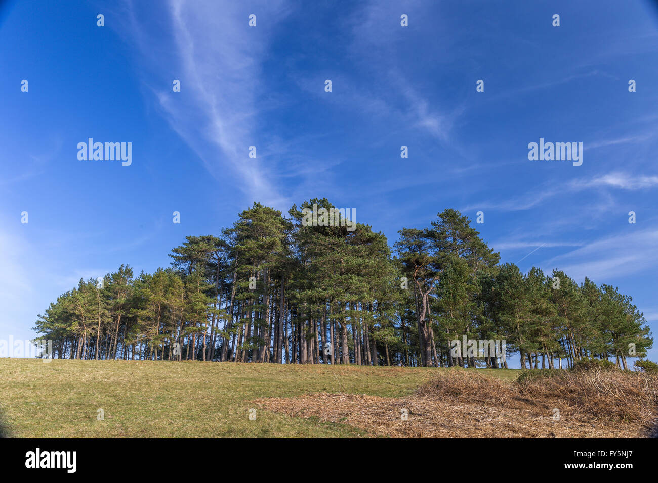 Small copse of trees at the top of May Hill Stock Photo - Alamy