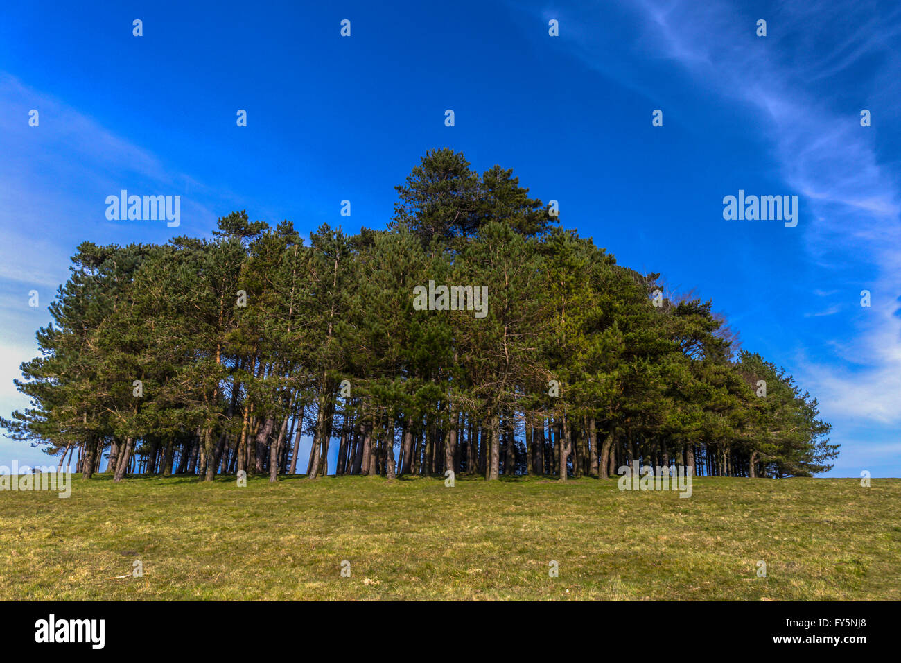 Small copse of trees at the top of May Hill Stock Photo - Alamy