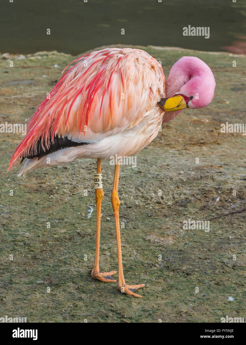 James's Flamingo at Slimbridge Stock Photo - Alamy