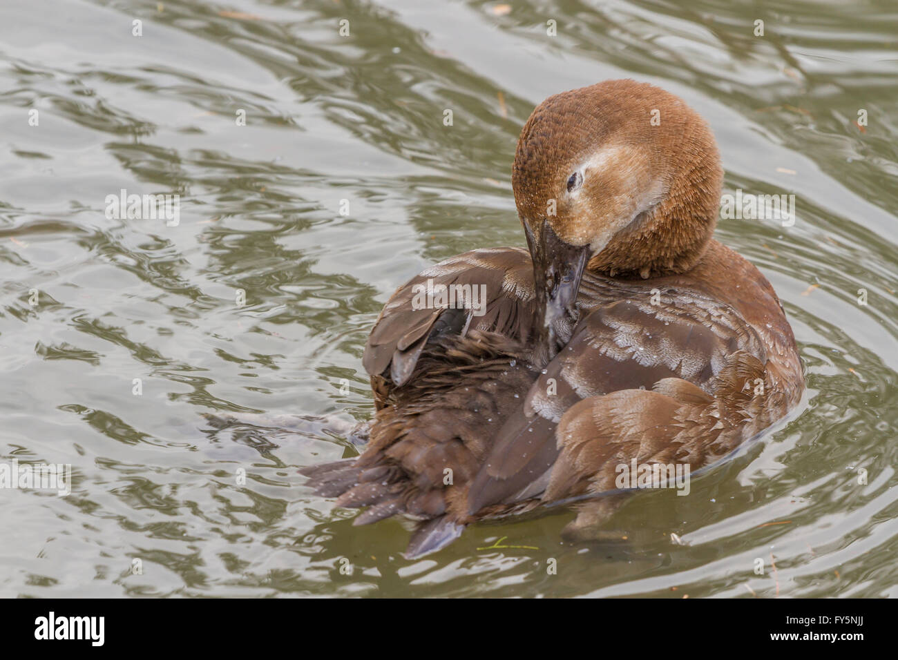 Female canvasback hi-res stock photography and images - Alamy