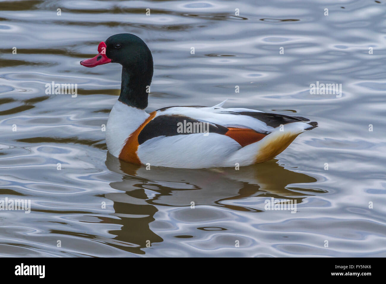 Common Shelduck at Slimbridge Stock Photo - Alamy