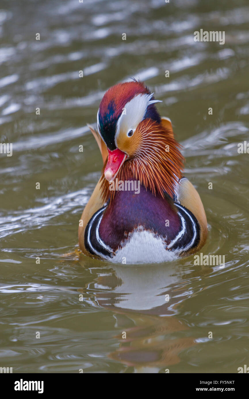 Mandarin Duck at Slimbridge Stock Photo - Alamy