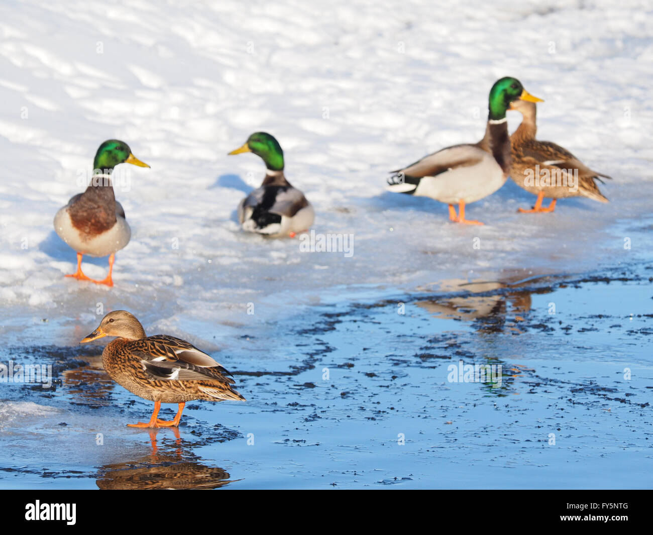 duck on the lake Stock Photo - Alamy