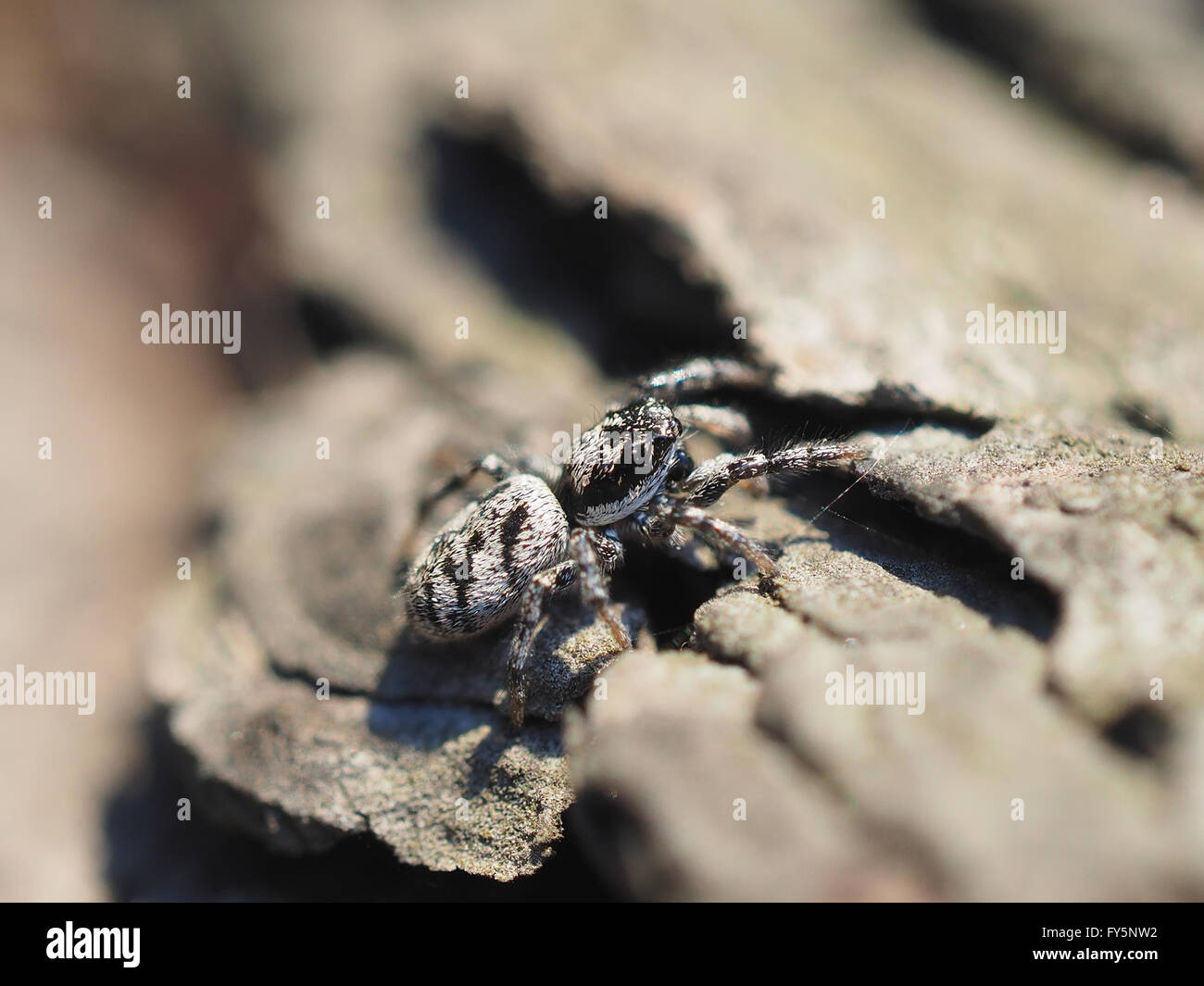 Bark jumping spider hi-res stock photography and images - Alamy