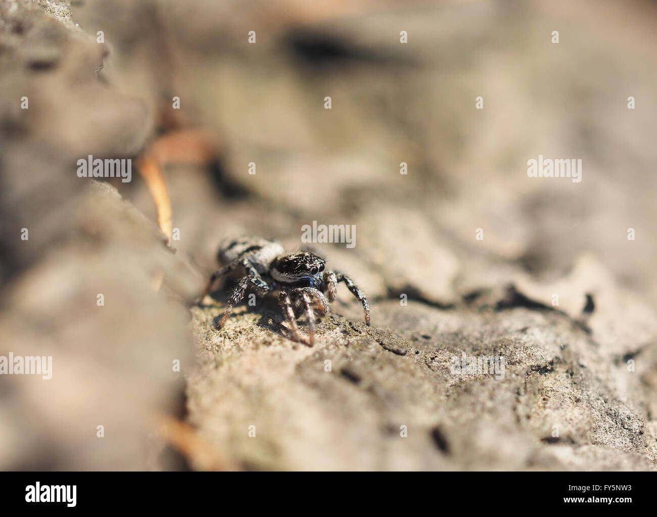 jumping spider on tree bark Stock Photo - Alamy