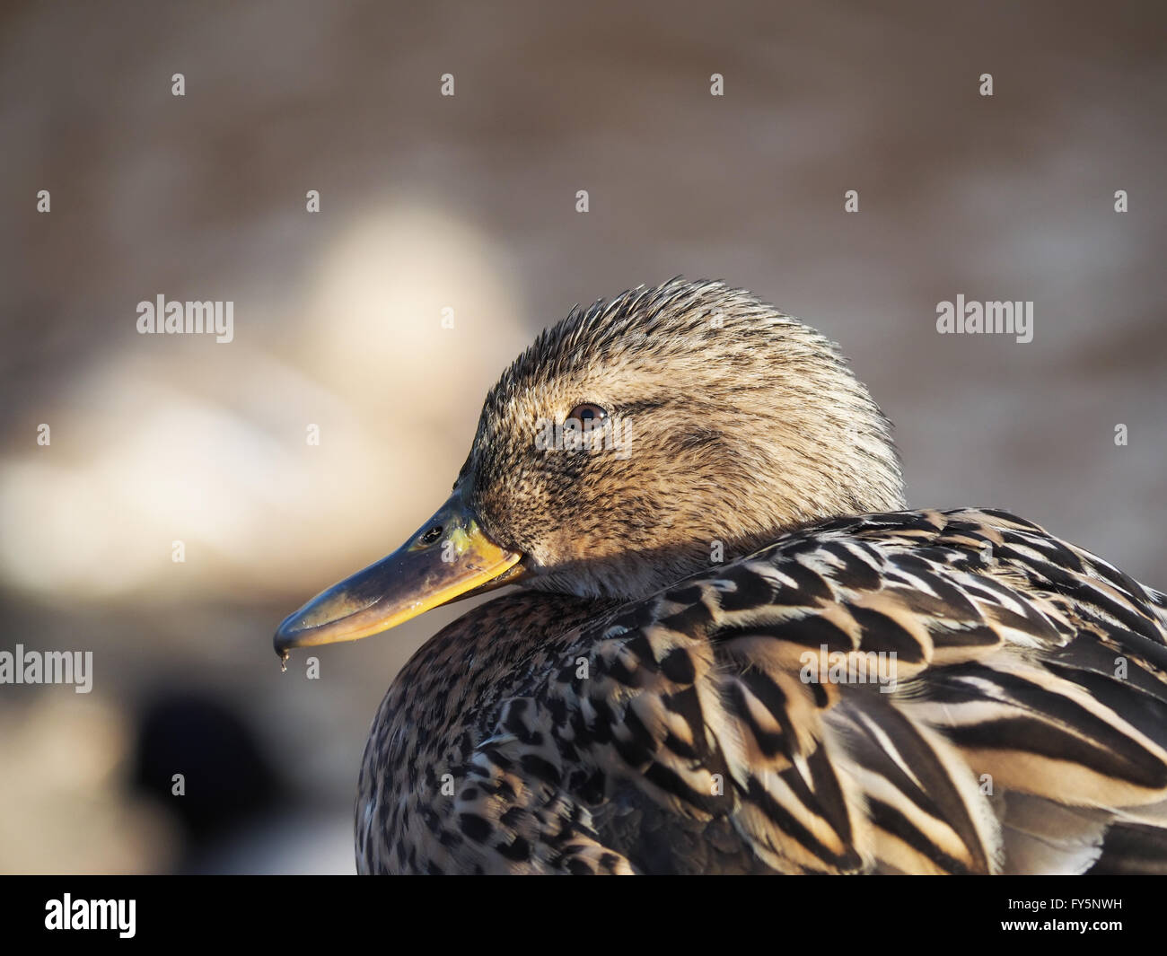 duck on the lake Stock Photo - Alamy