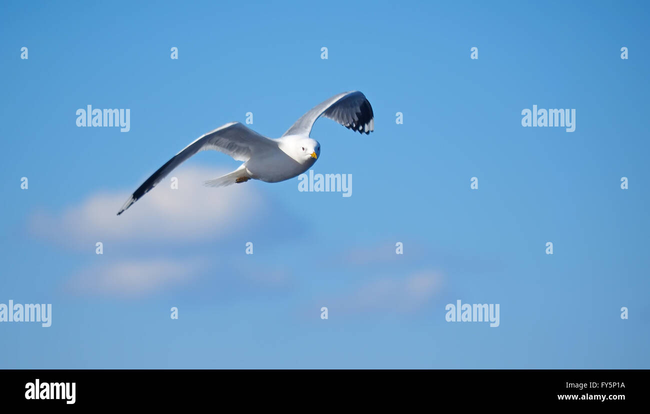 seagull in flight Stock Photo - Alamy