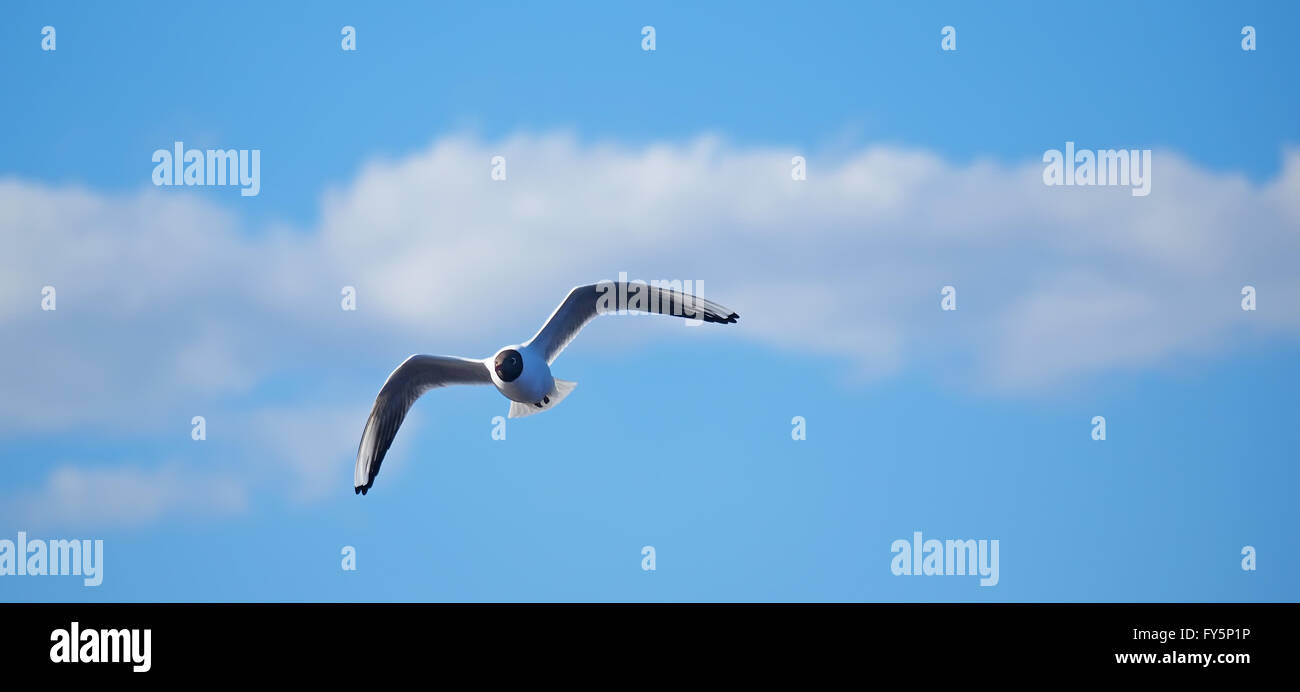 seagull in flight Stock Photo - Alamy
