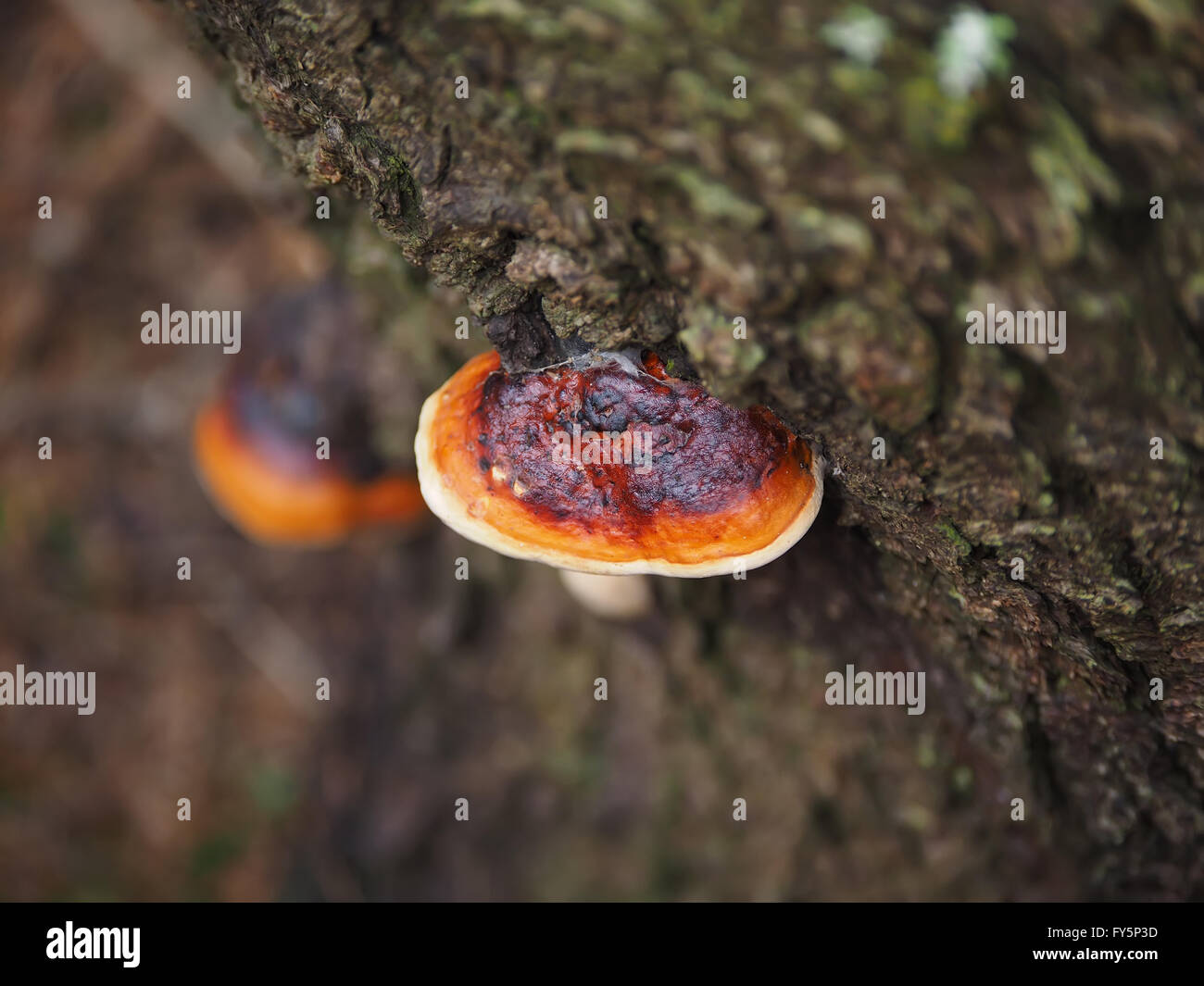tinder fungus on a tree in the forest Stock Photo - Alamy