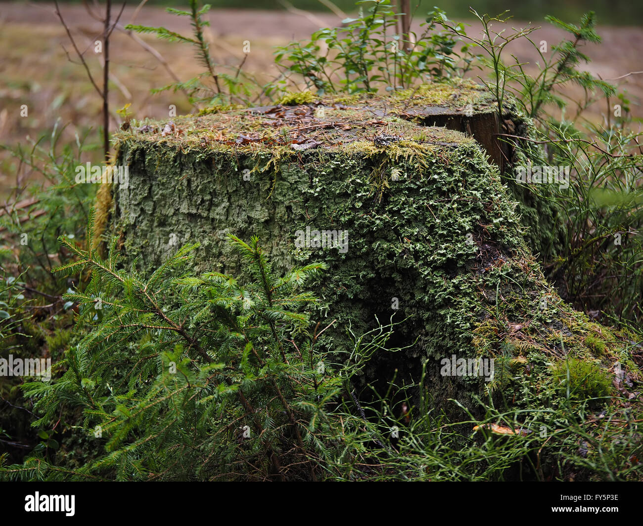 Thick and overgrown plant life hi-res stock photography and images - Alamy
