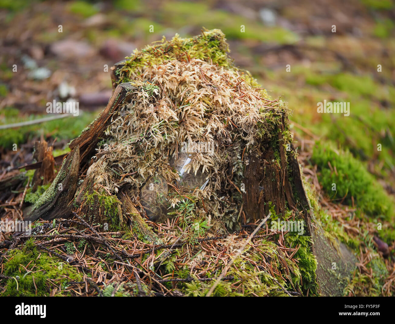 overgrown tree stump in the forest Stock Photo - Alamy