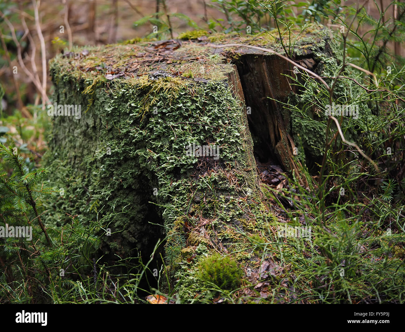 overgrown tree stump in the forest Stock Photo - Alamy