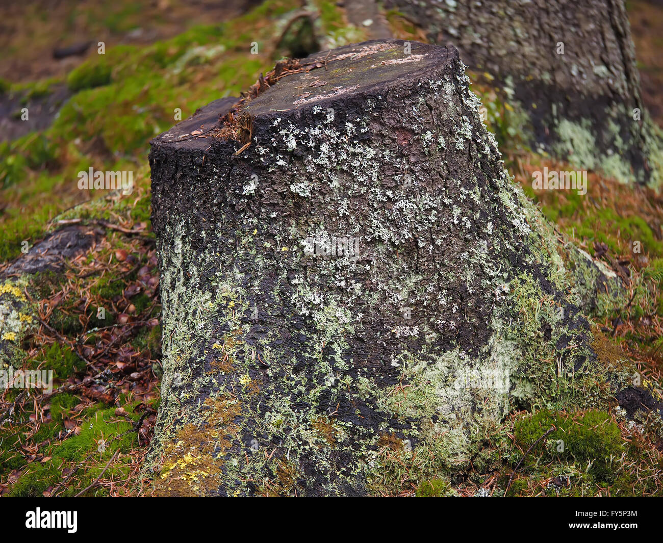 Thick and overgrown plant life hi-res stock photography and images - Alamy