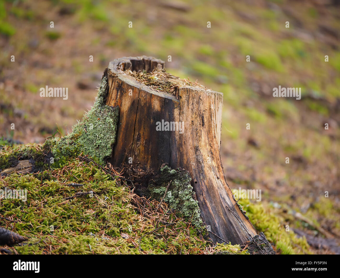 overgrown tree stump in the forest Stock Photo - Alamy