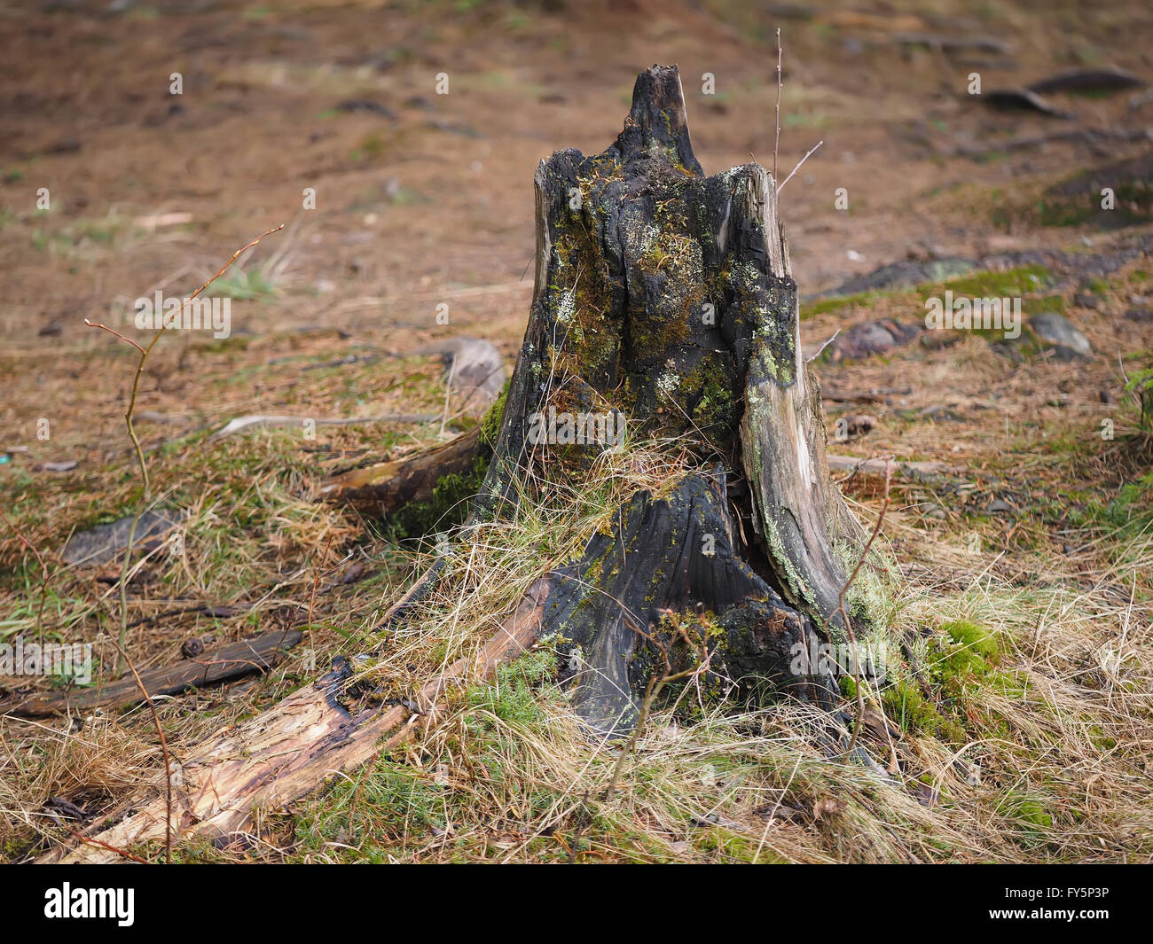 overgrown tree stump in the forest Stock Photo - Alamy