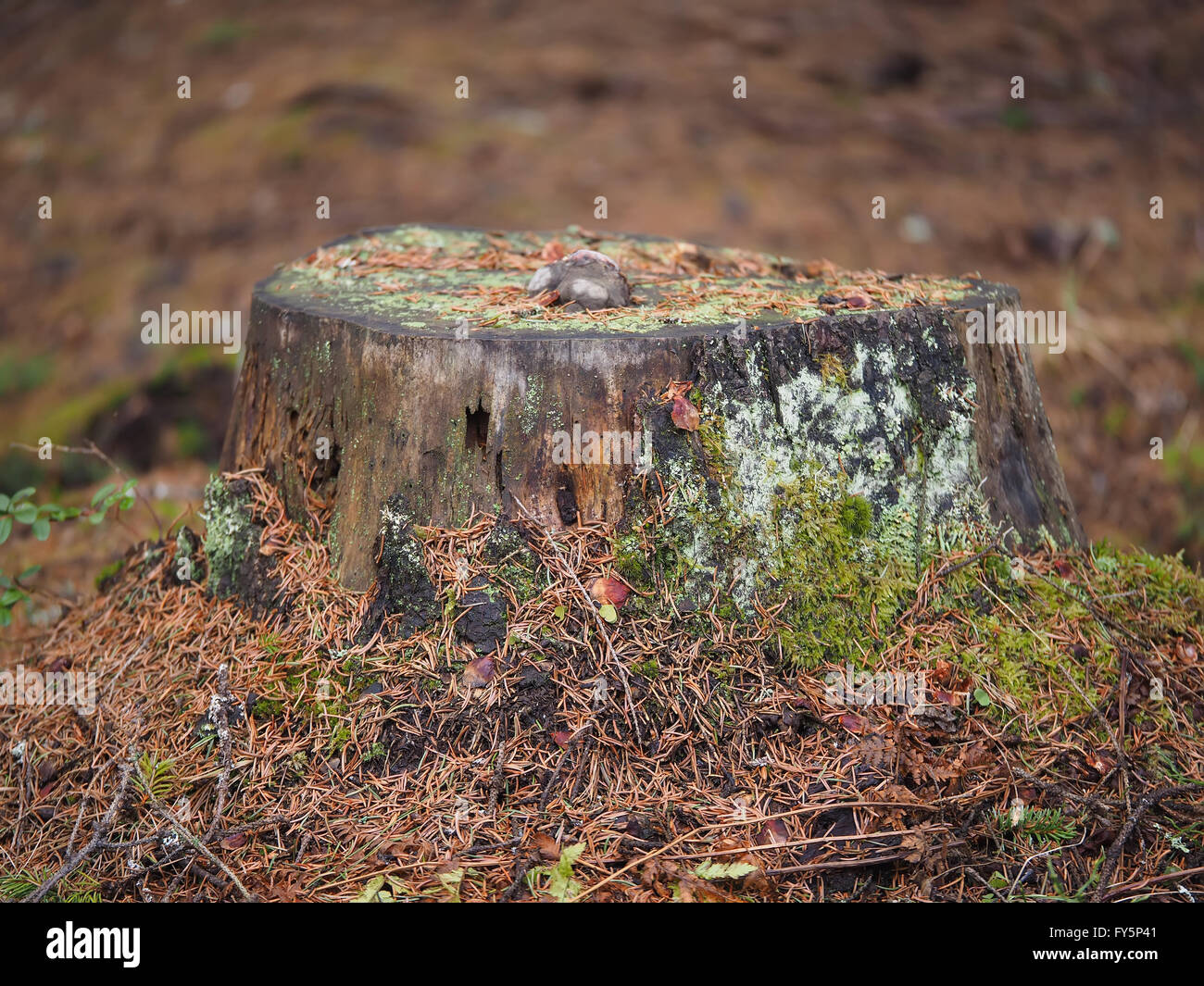 overgrown tree stump in the forest Stock Photo - Alamy