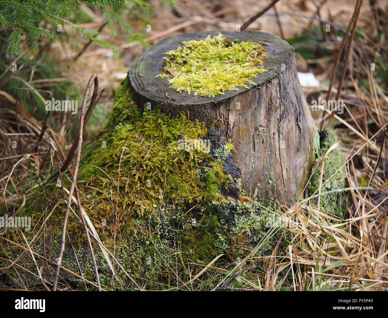 overgrown tree stump in the forest Stock Photo - Alamy