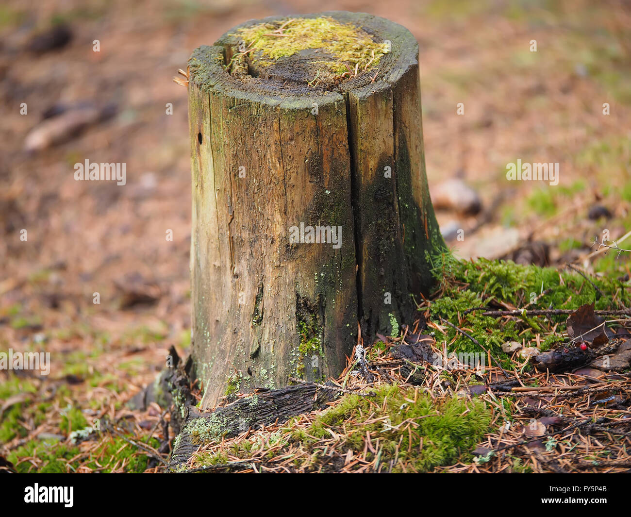 overgrown tree stump in the forest Stock Photo - Alamy