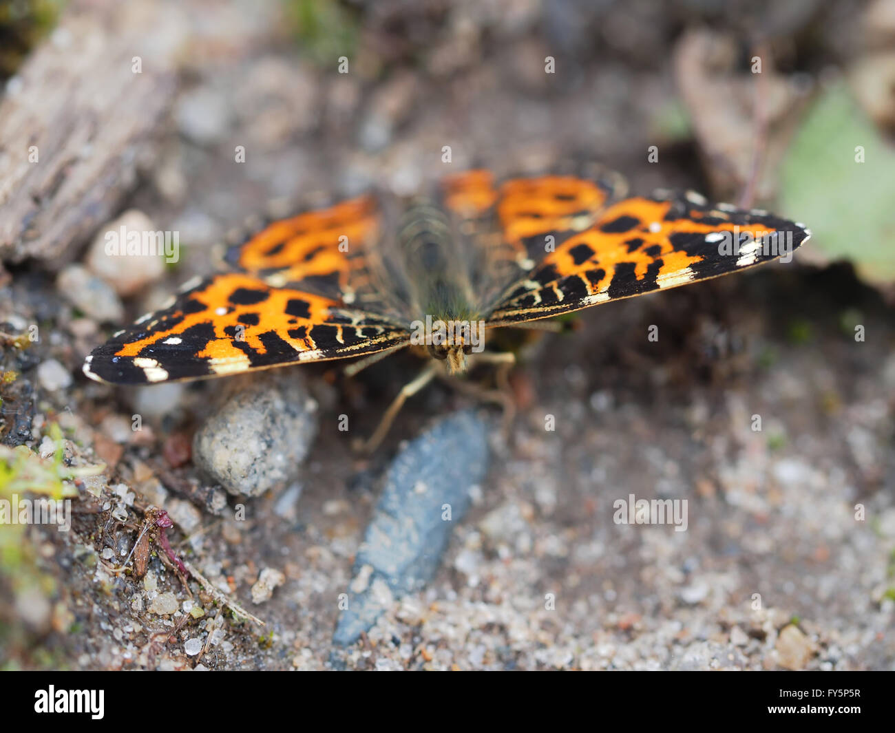 beautiful butterfly in the forest Stock Photo - Alamy