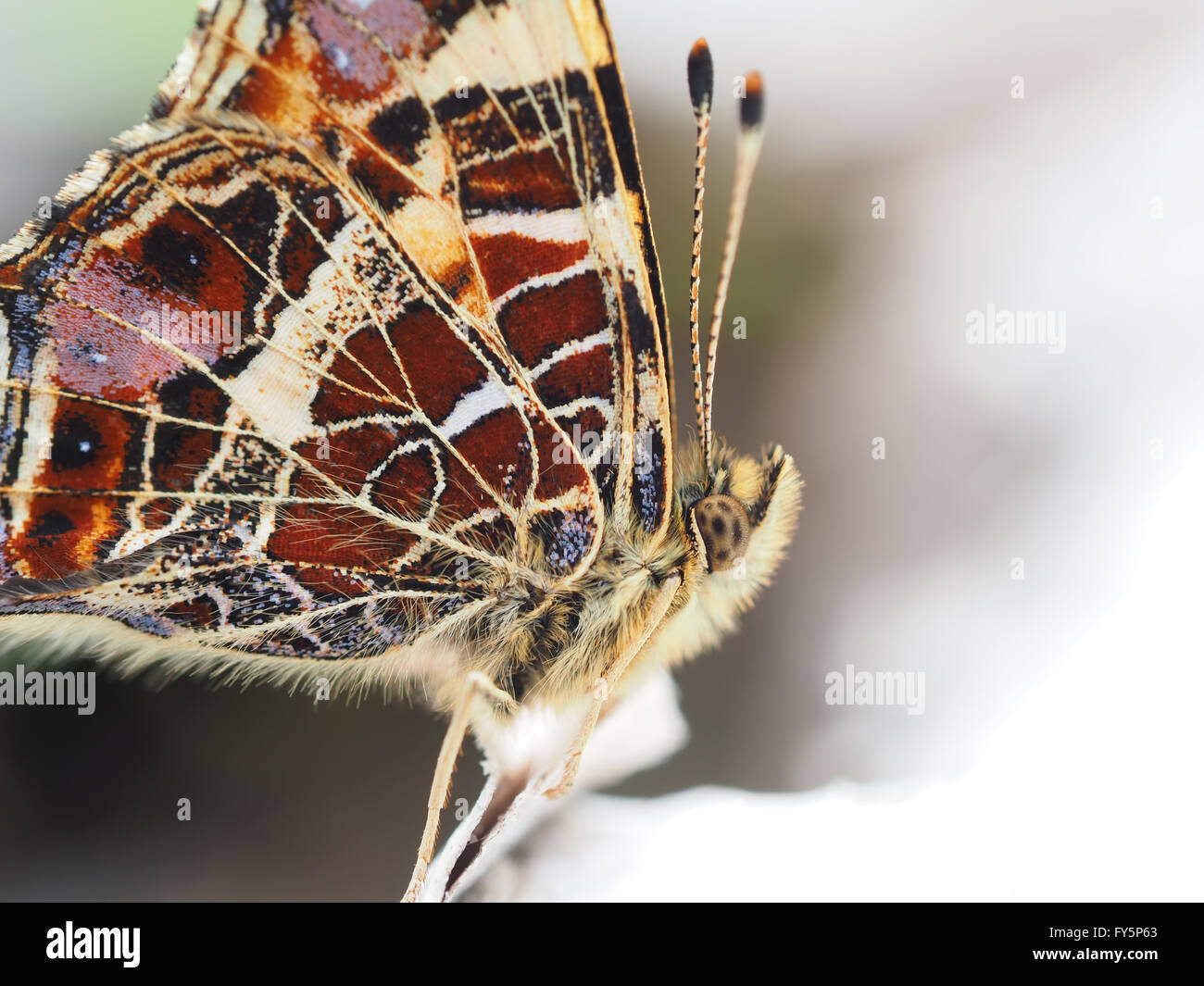 beautiful butterfly in the forest Stock Photo - Alamy