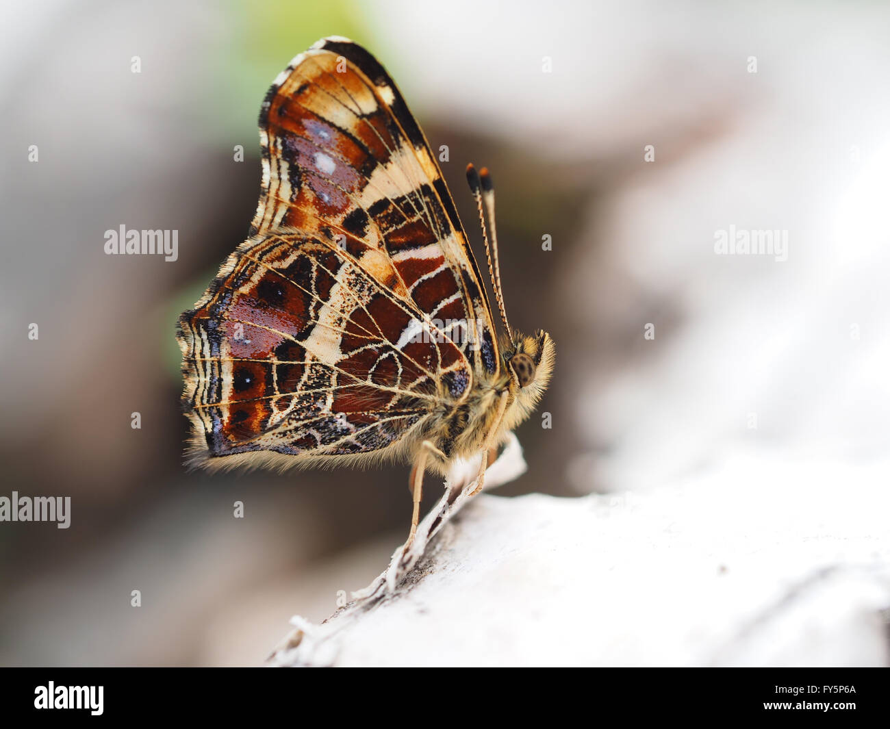 beautiful butterfly in the forest Stock Photo - Alamy