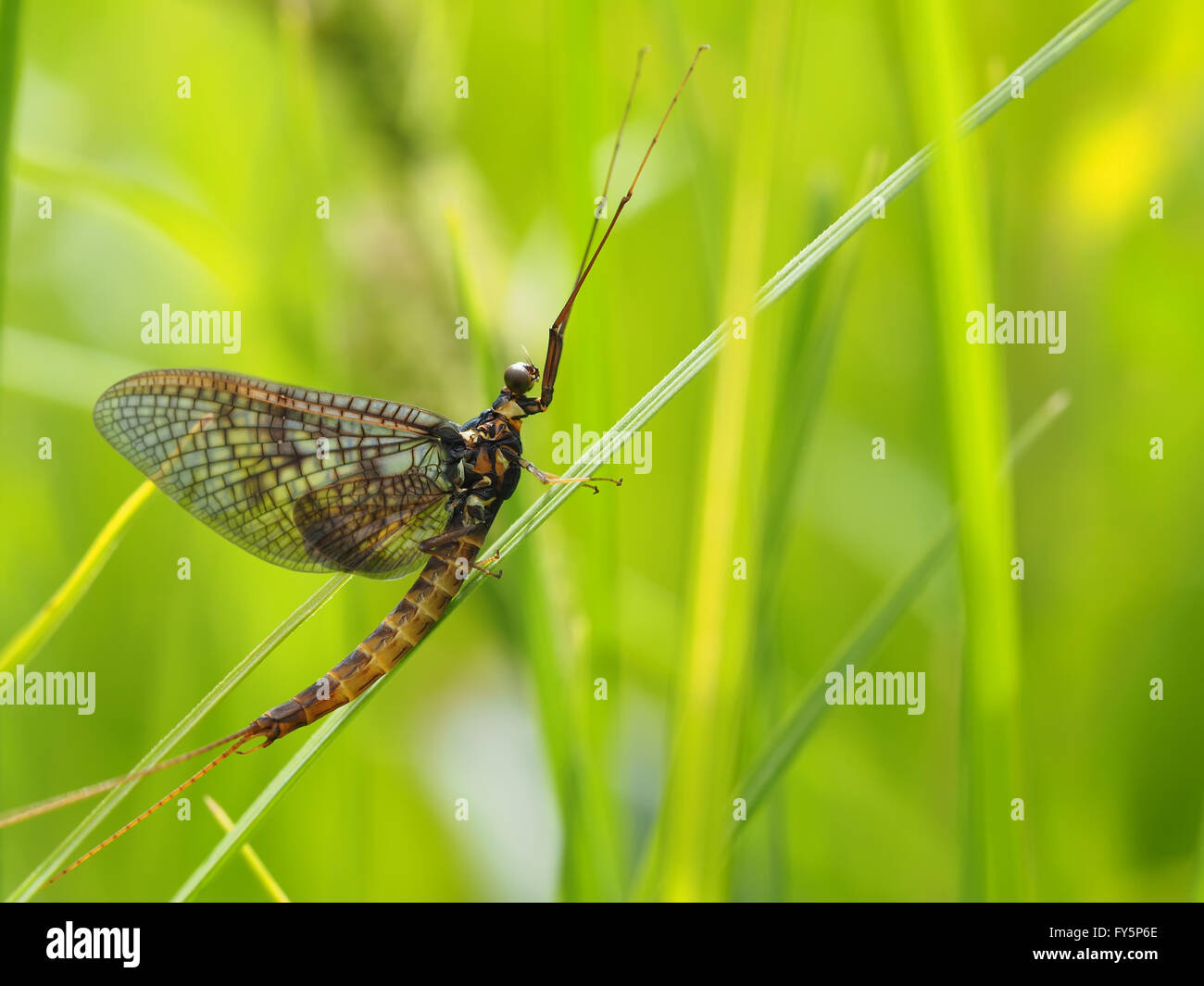 Mayfly eyes macro hi-res stock photography and images - Alamy