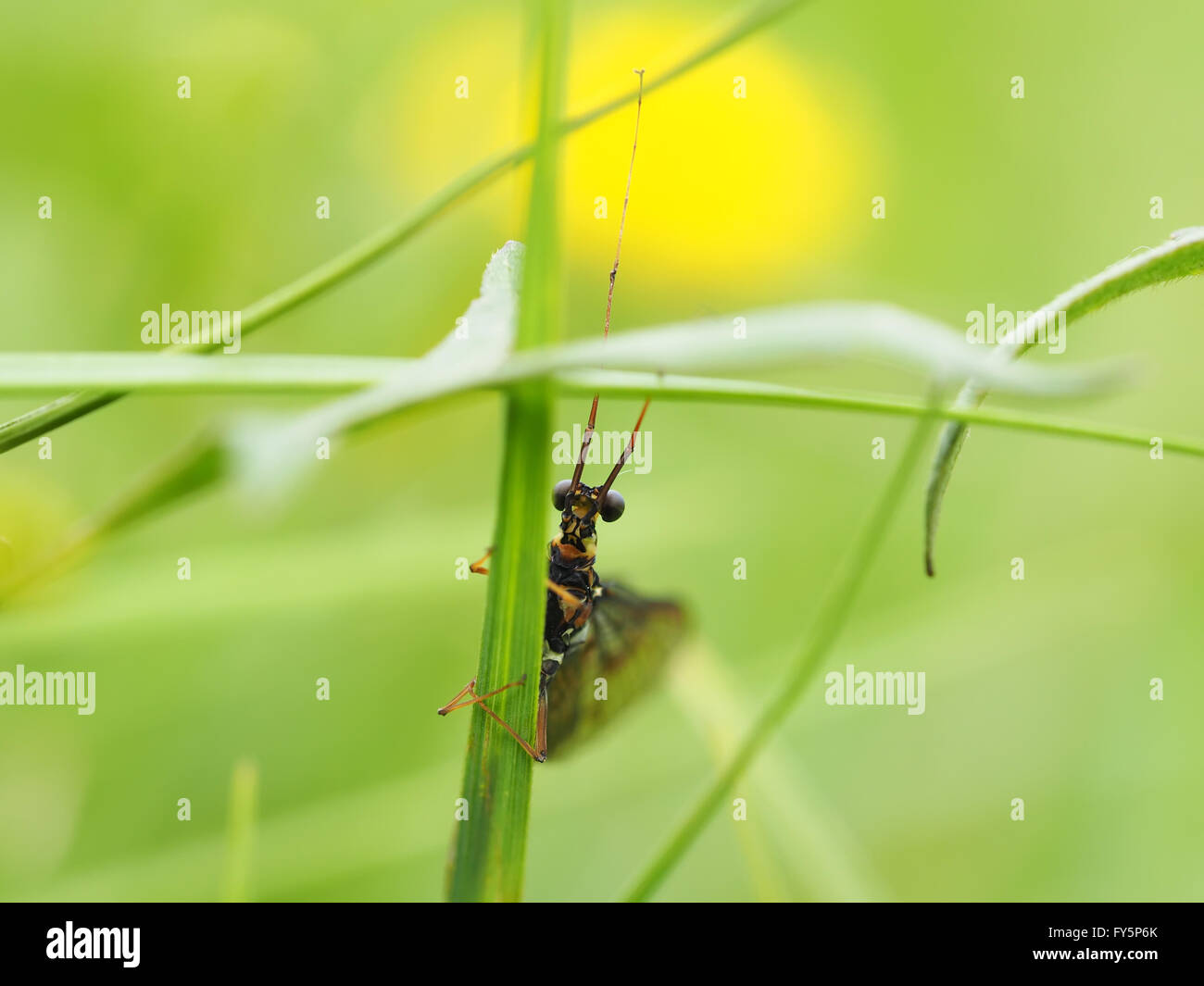Mayfly eyes macro hi-res stock photography and images - Alamy
