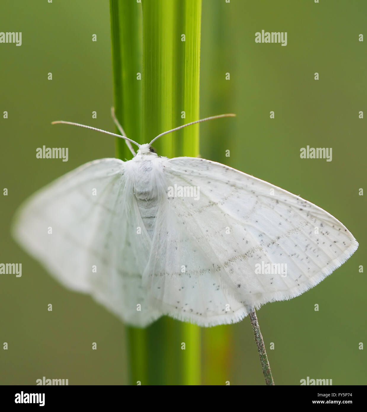 beautiful butterfly in the forest Stock Photo - Alamy