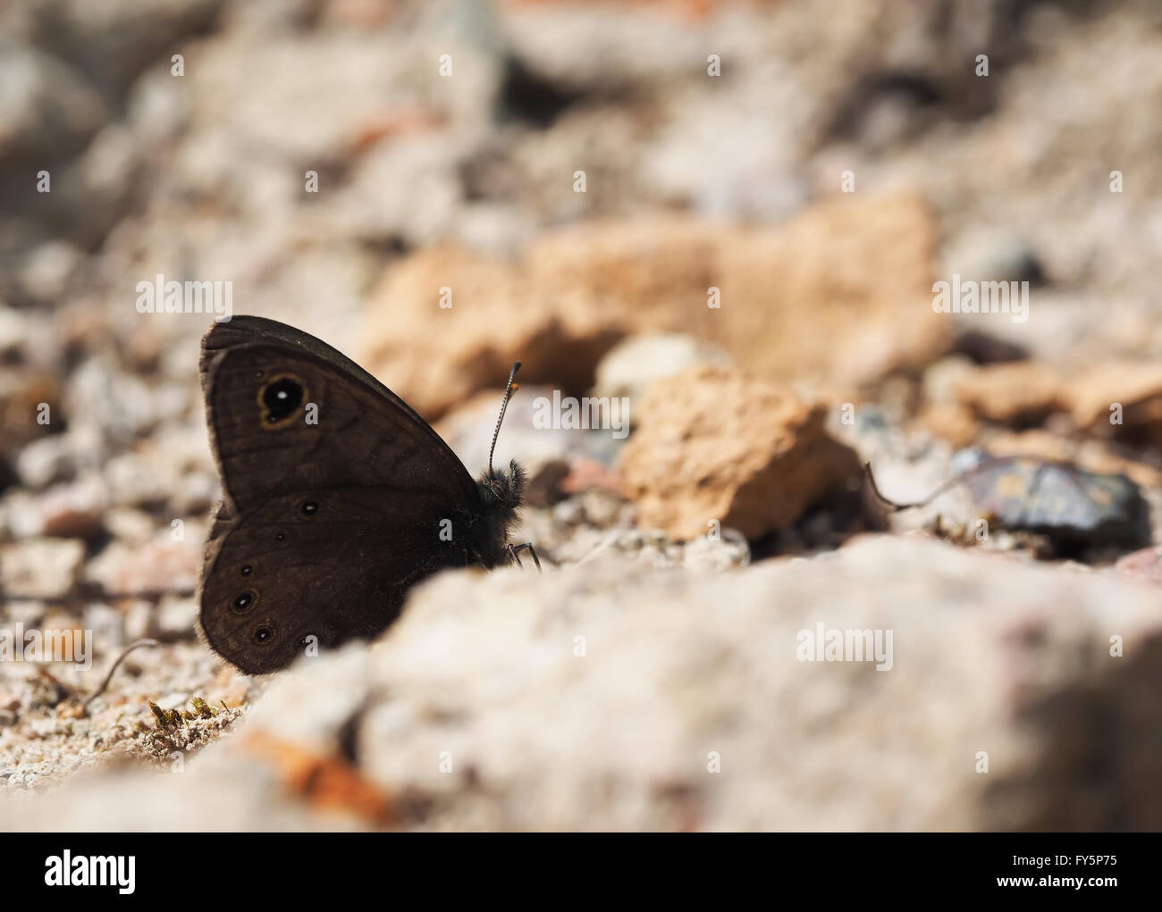 beautiful butterfly in the forest Stock Photo - Alamy