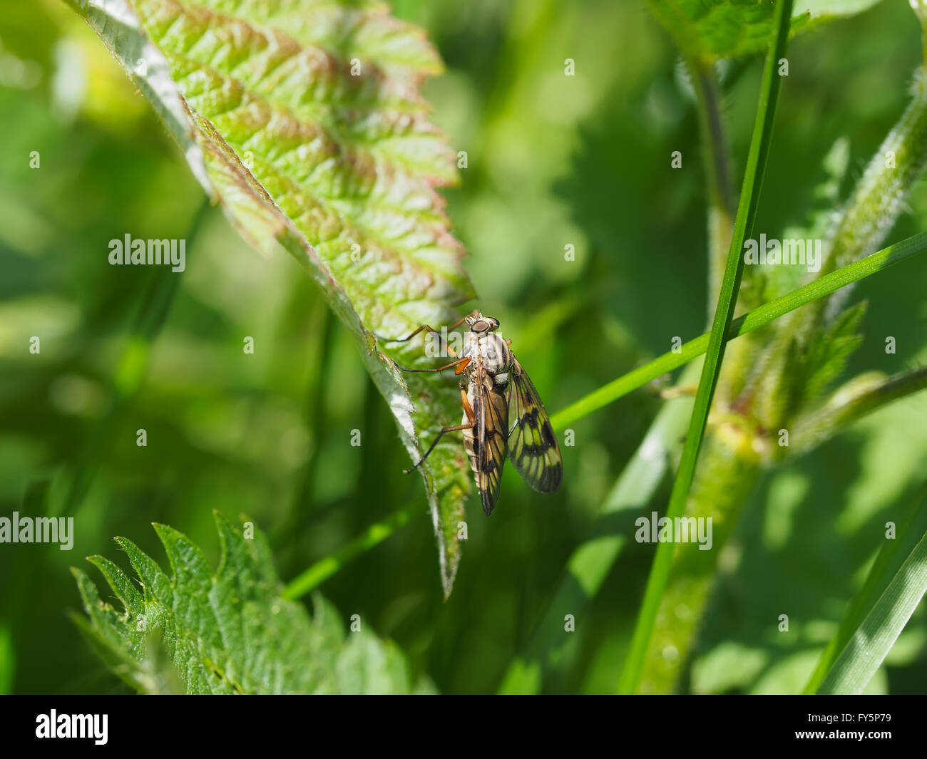 insect fly in the forest Stock Photo - Alamy