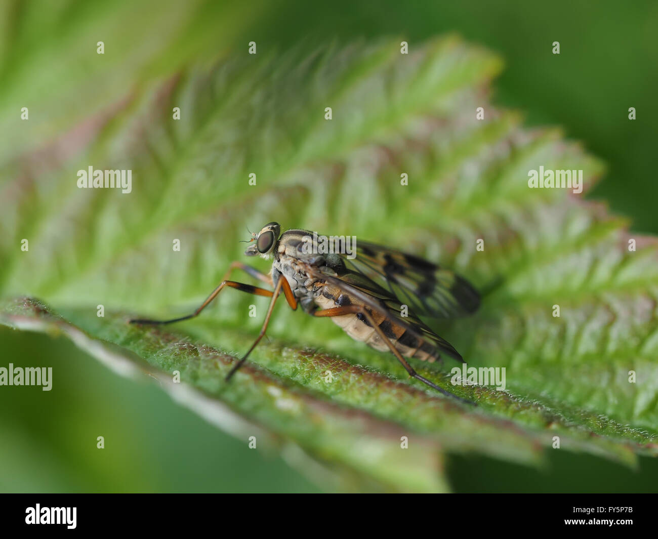 insect fly in the forest Stock Photo - Alamy
