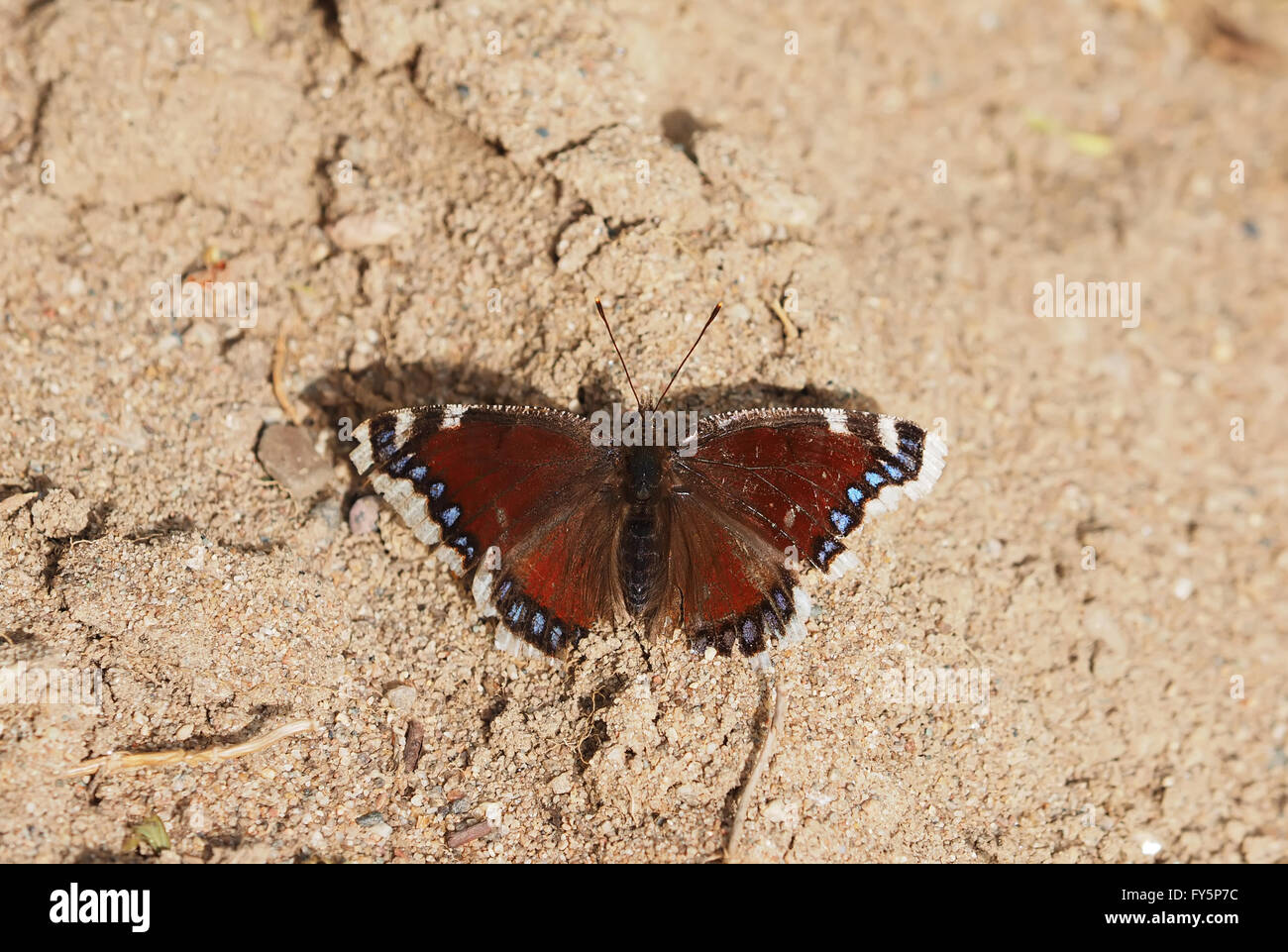 beautiful butterfly in the forest Stock Photo - Alamy