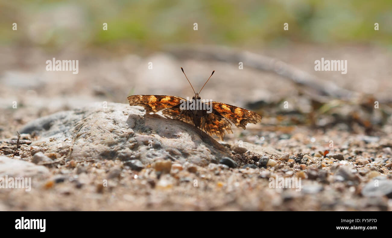 beautiful butterfly in the forest Stock Photo - Alamy