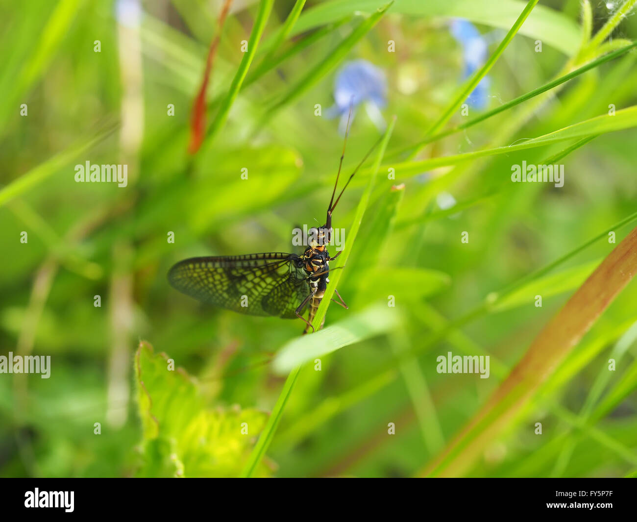 Mayfly eyes macro hi-res stock photography and images - Alamy