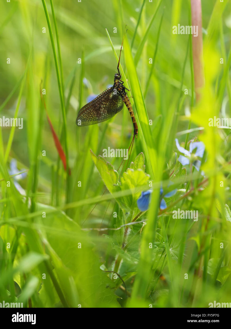 Mayfly eyes macro hi-res stock photography and images - Alamy