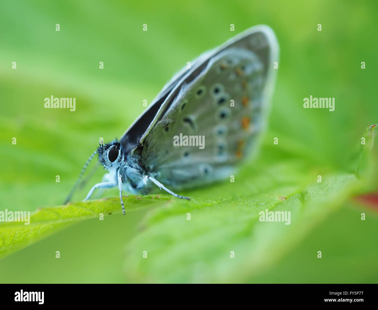 beautiful butterfly in the forest Stock Photo - Alamy