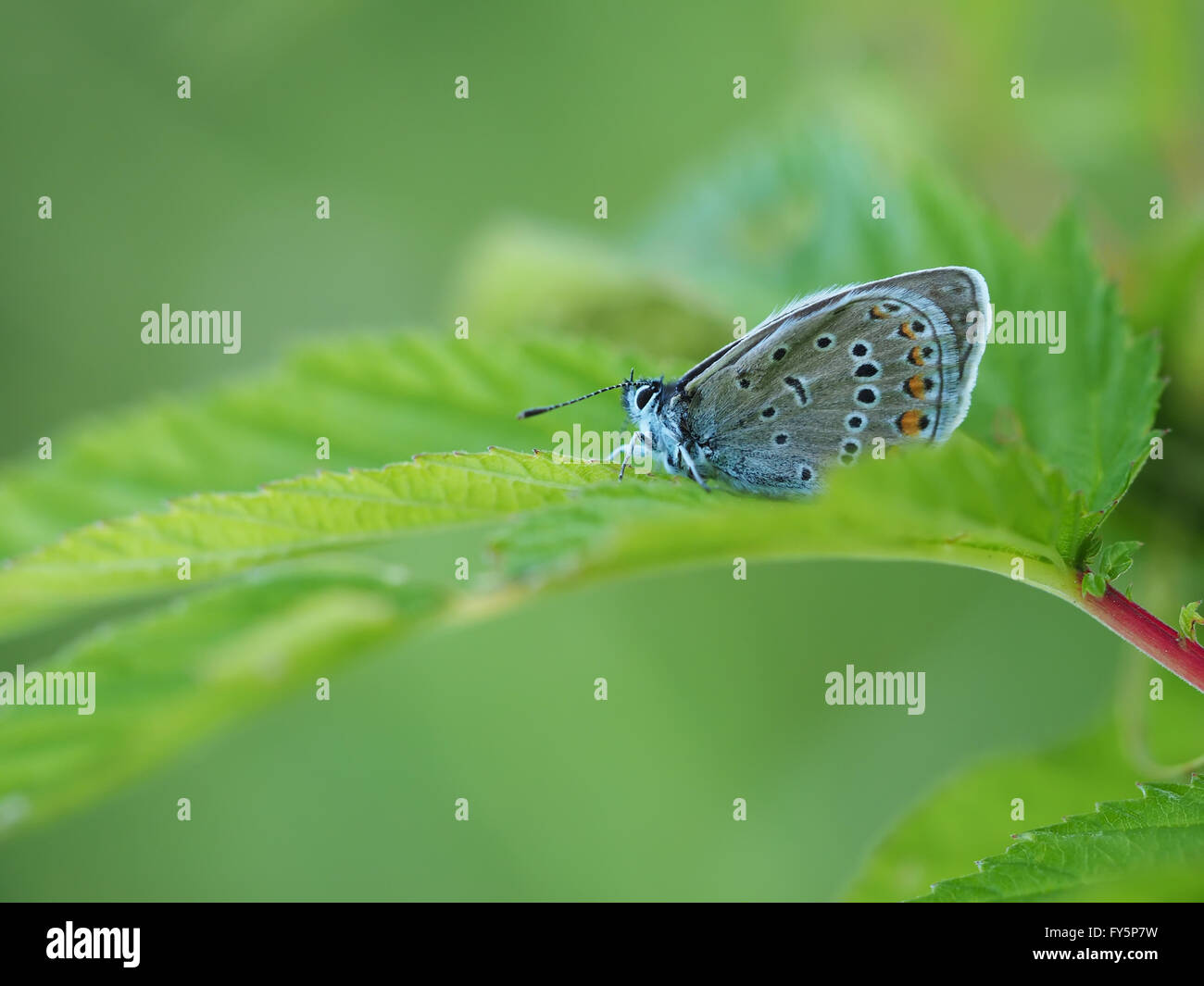 beautiful butterfly in the forest Stock Photo - Alamy